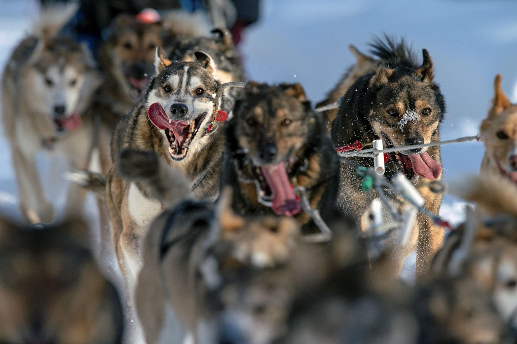 Best of Iditarod Sled Dog Race 2021 | Daily Sabah