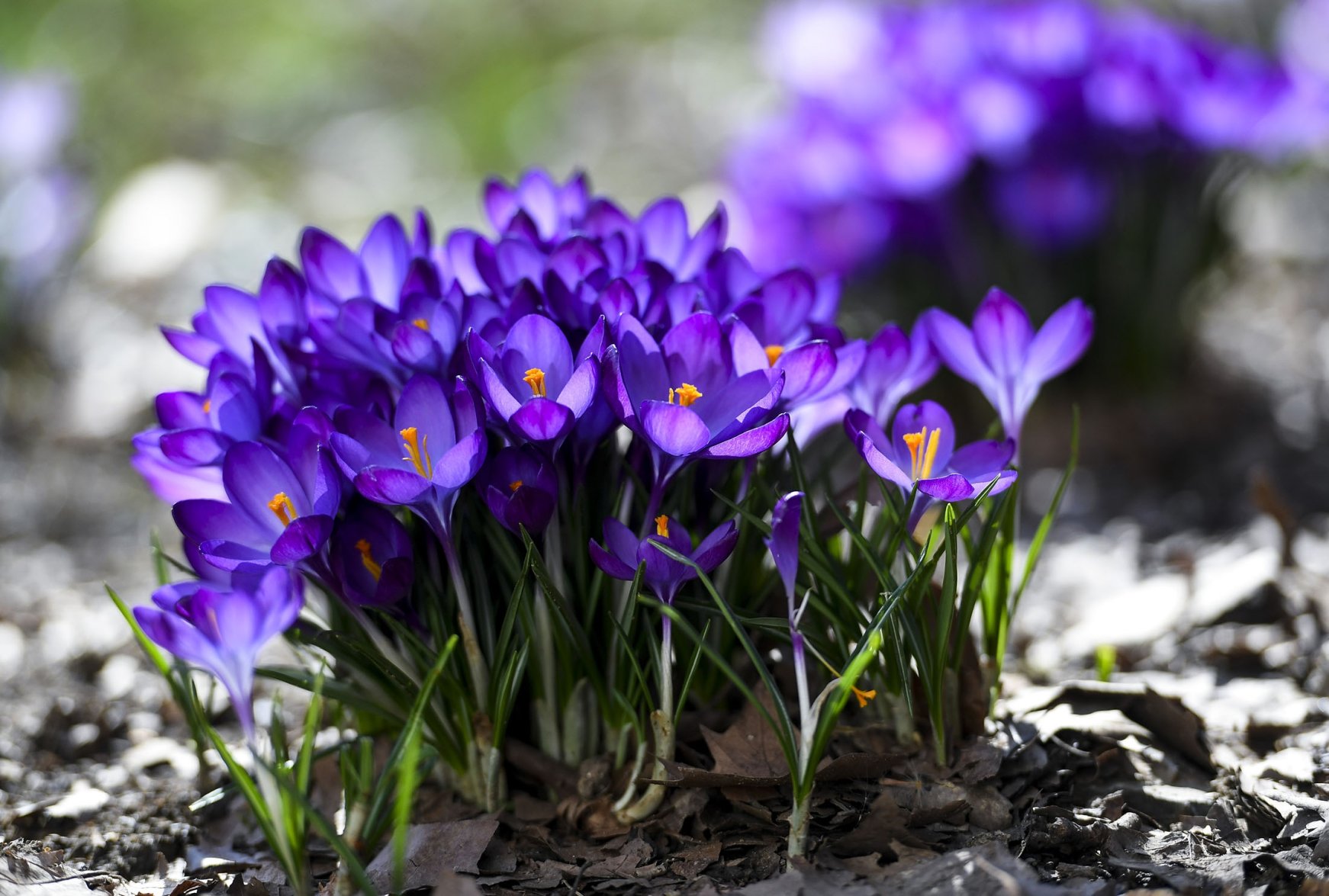 Spring blooms with flowers all around the world | Daily Sabah
