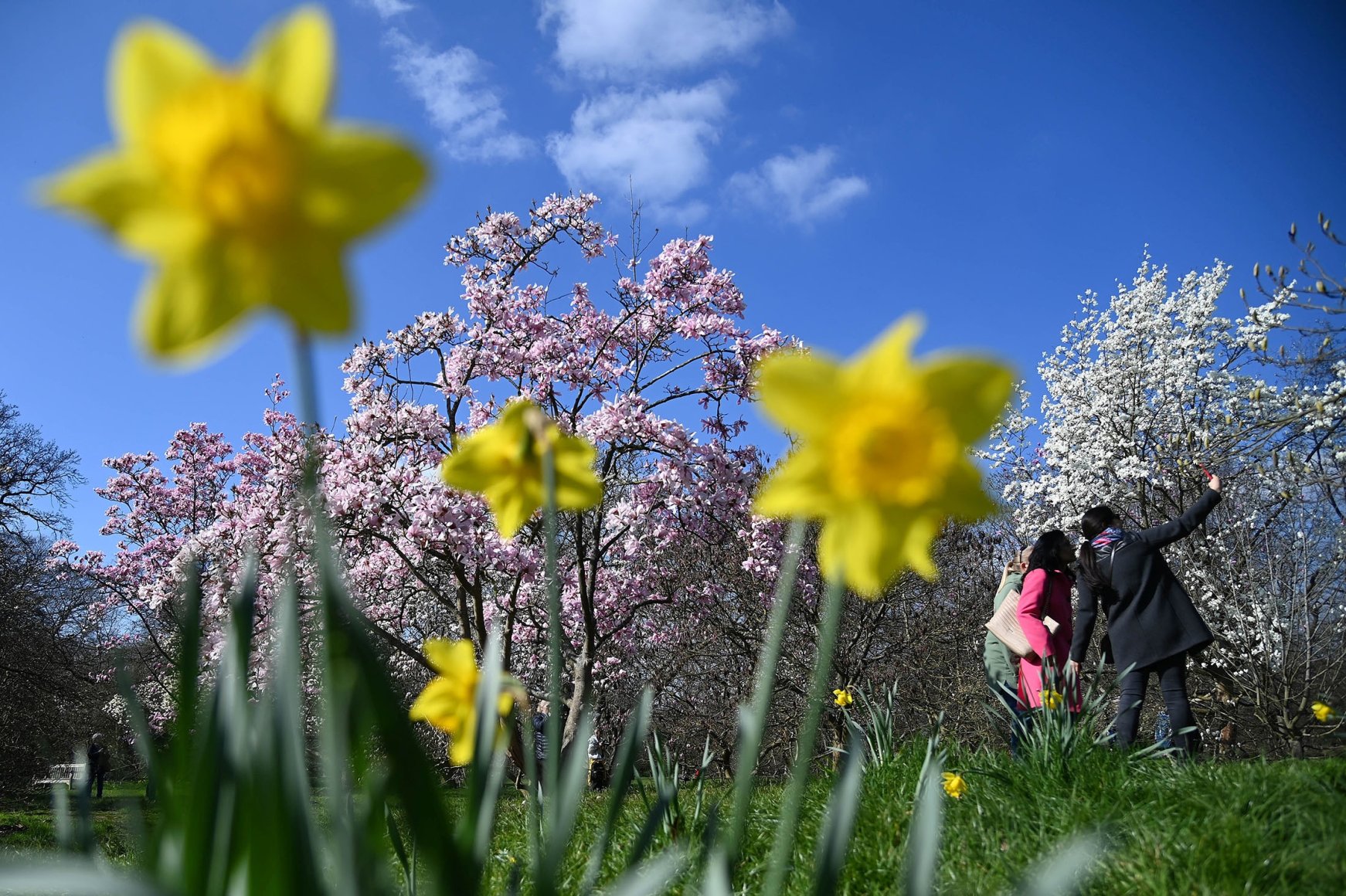 Spring blooms with flowers all around the world | Daily Sabah