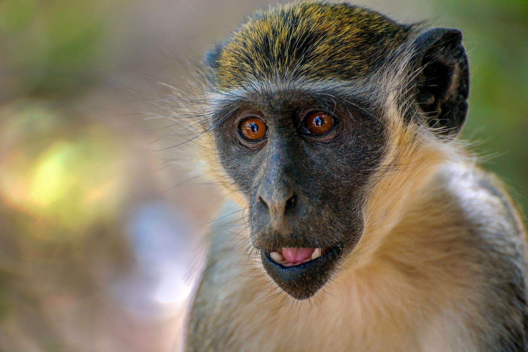 10 animals that could cause the next pandemic | Daily Sabah