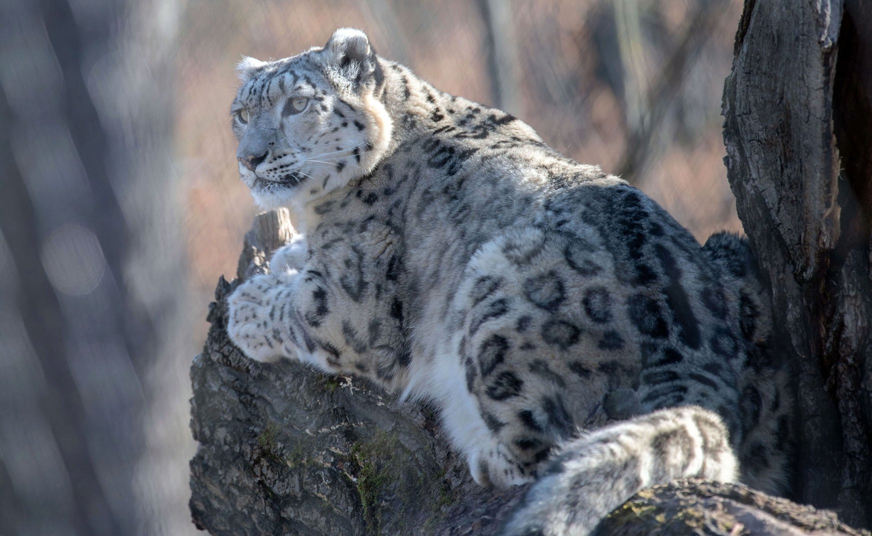 Snow leopards: The beautiful yet elusive big cats | Daily Sabah