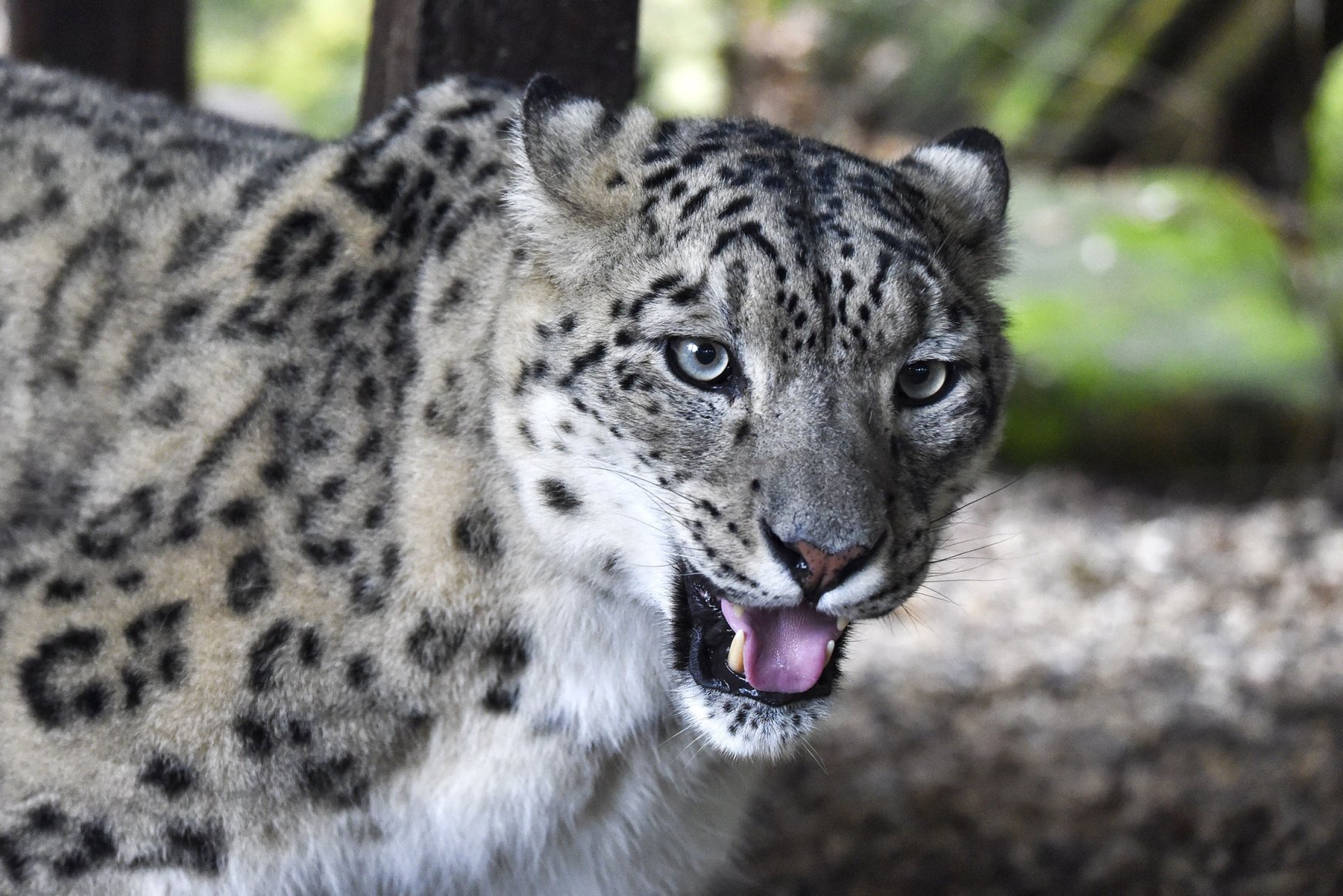 Snow leopards: The beautiful yet elusive big cats | Daily Sabah
