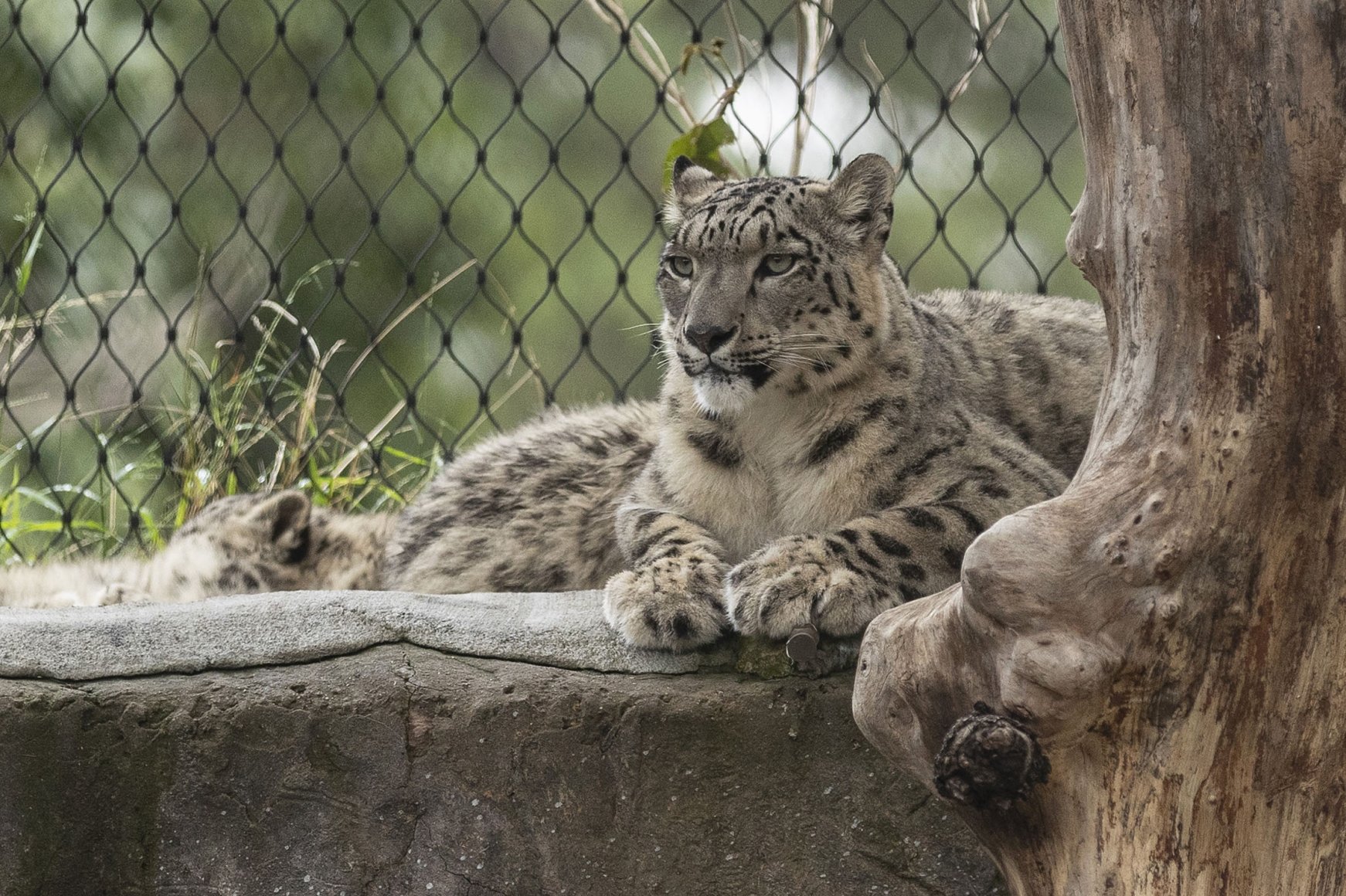 Snow leopards: The beautiful yet elusive big cats | Daily Sabah