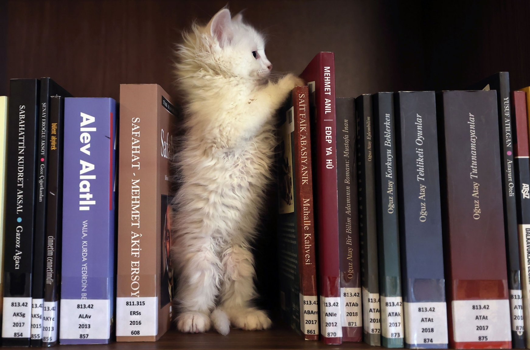 Coffee, books and cats in ‘kıraathane’ in Turkey’s Bursa | Daily Sabah