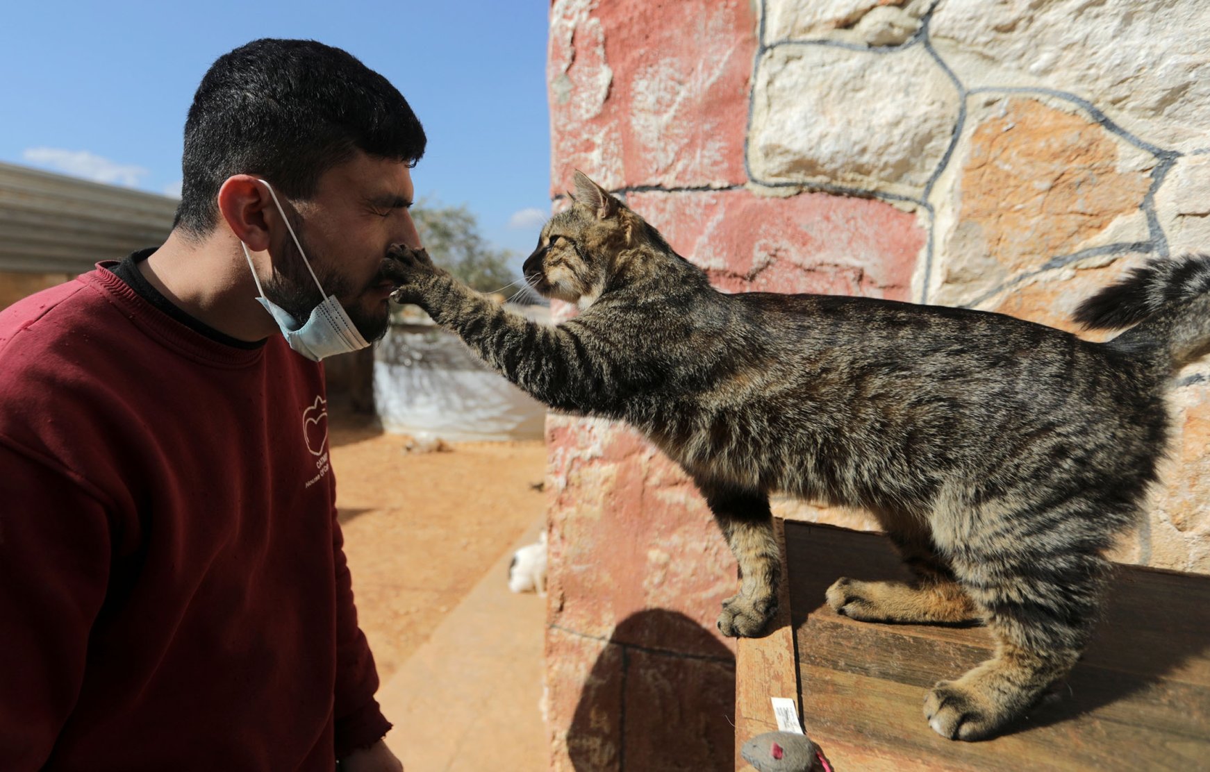 Syrian cat sanctuary home to over 1,000 felines stranded by war | Daily ...
