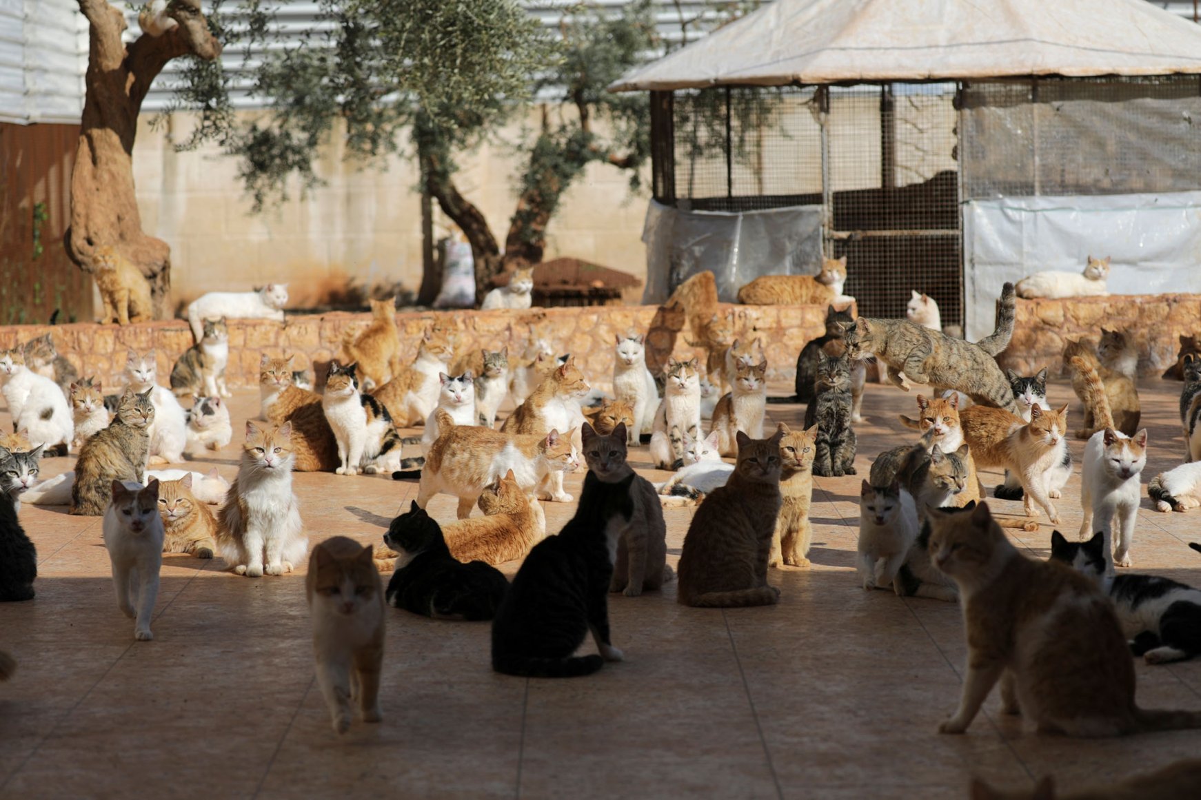 Syrian cat sanctuary home to over 1,000 felines stranded by war | Daily ...