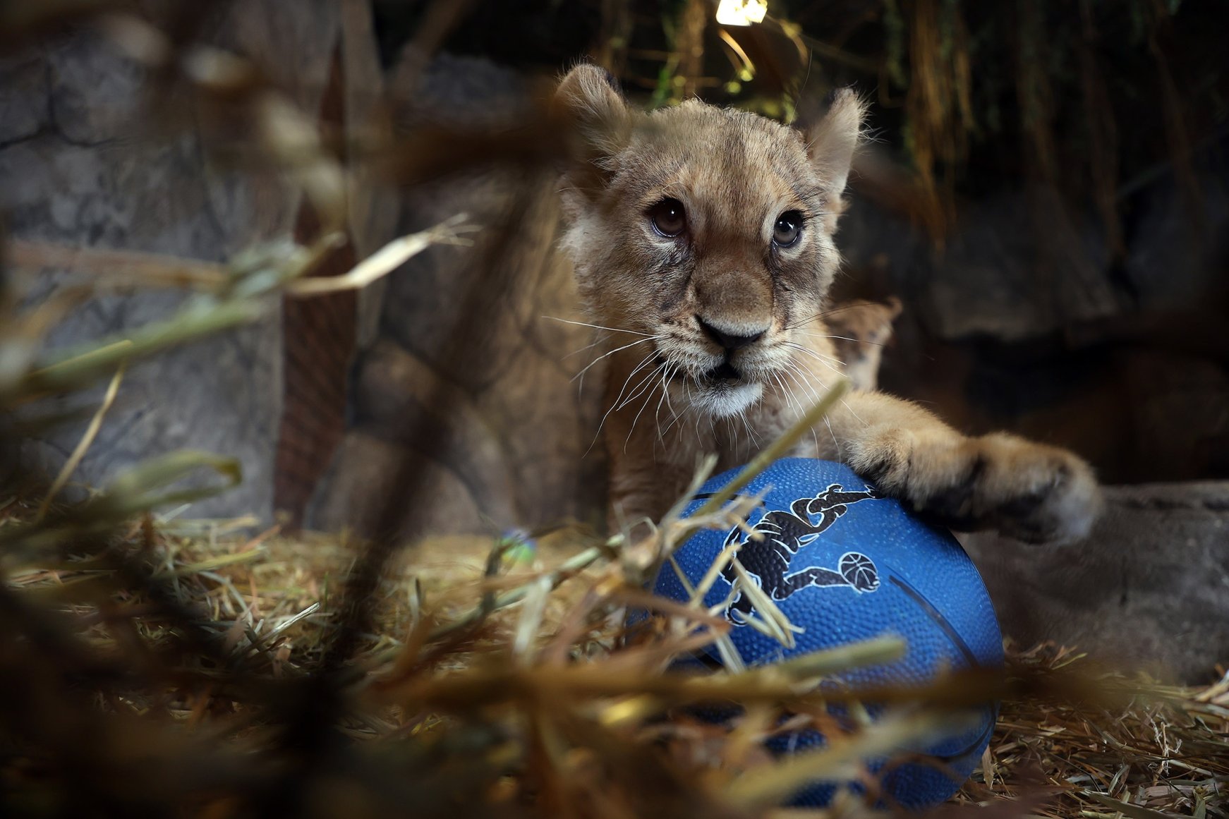 Big cats: Istanbul’s Aslan Park welcomes 2 lion cubs | Daily Sabah