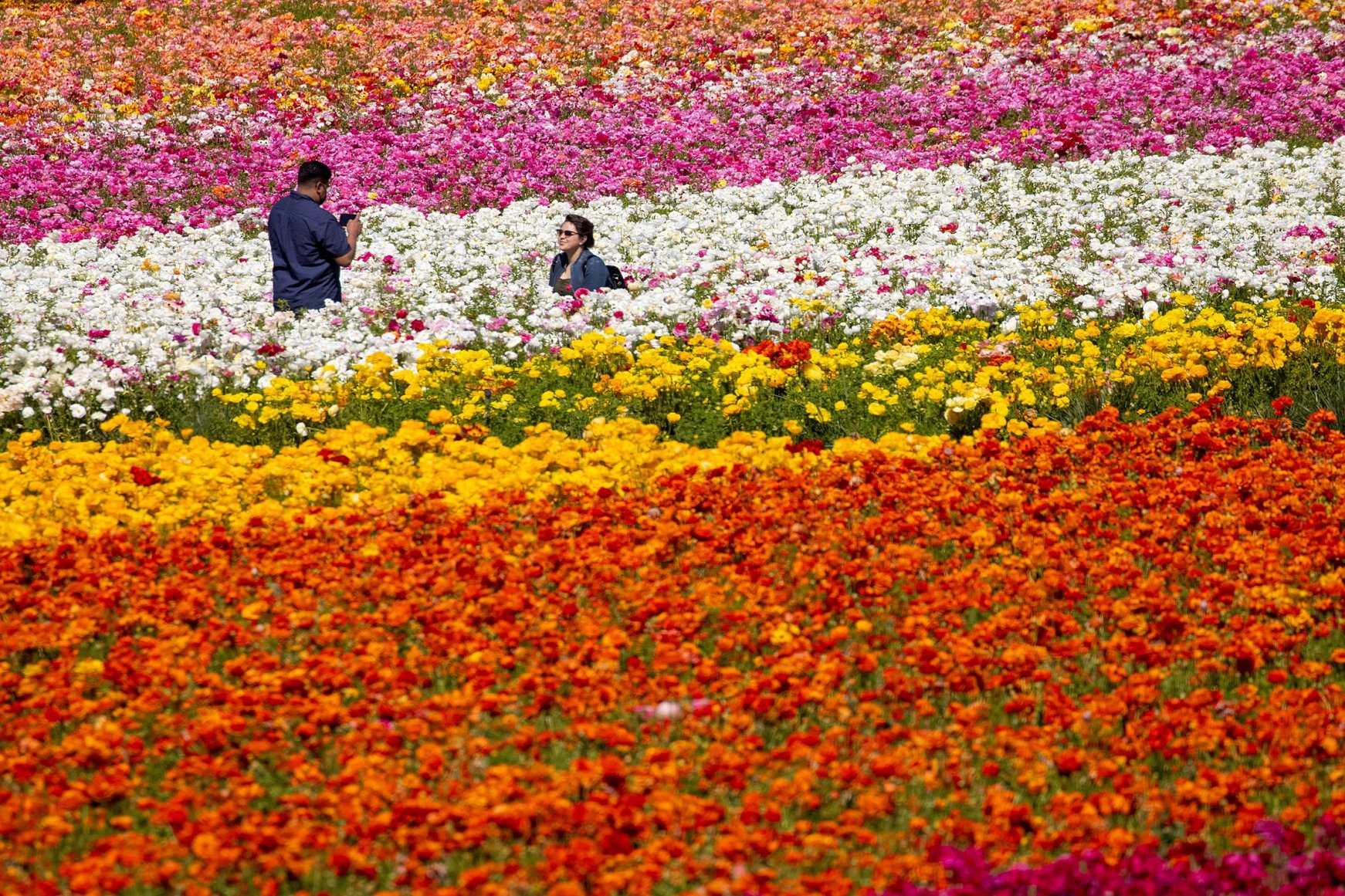 In photos: Colorful flower fields of Carlsbad, California | Daily Sabah