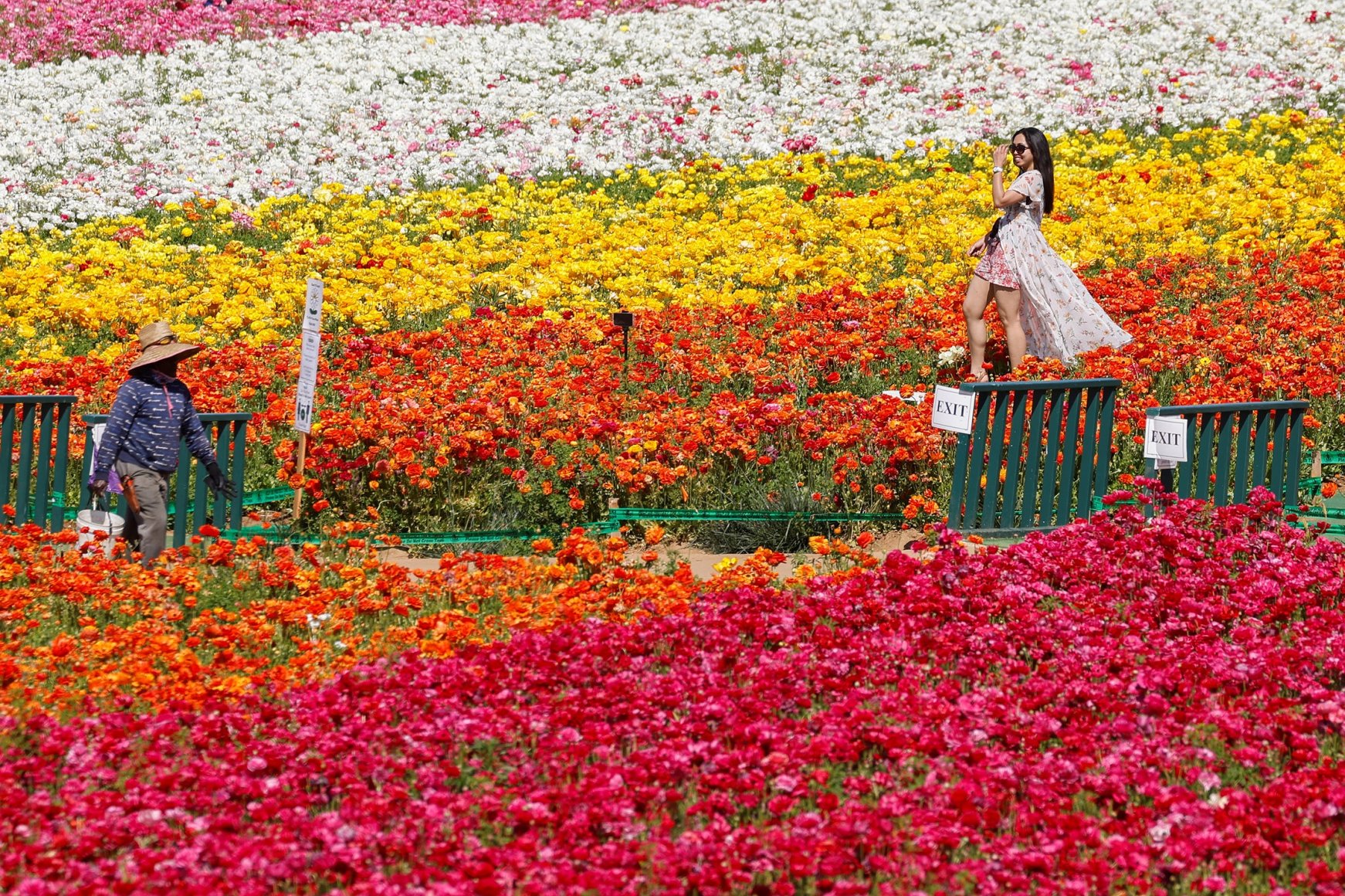 In photos: Colorful flower fields of Carlsbad, California | Daily Sabah