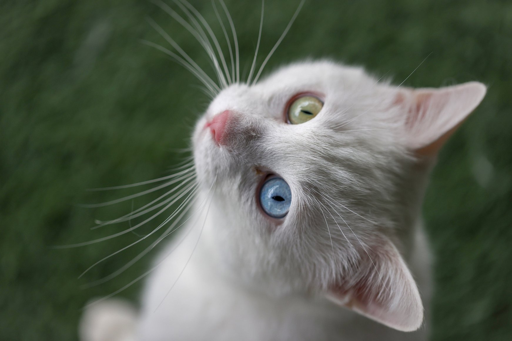 The fluffy beauties: Turkey’s famed Van cats | Daily Sabah