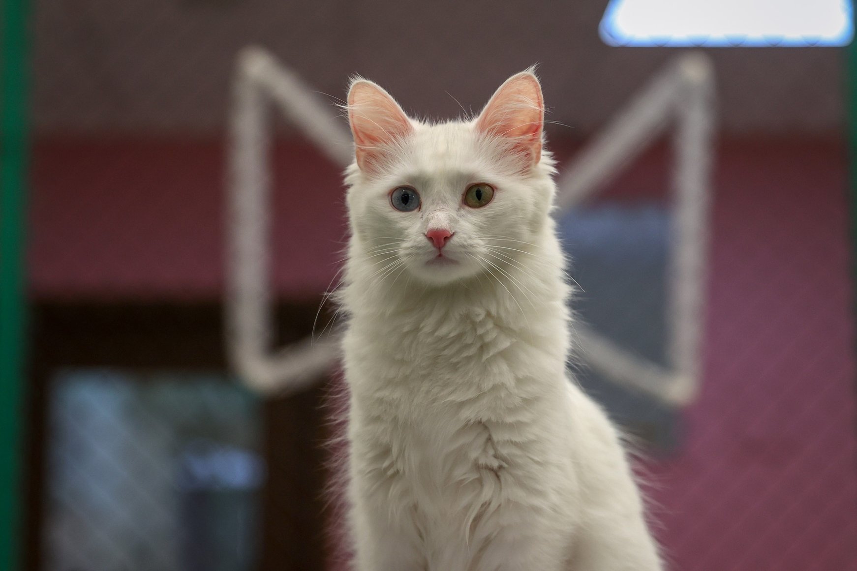 The fluffy beauties: Turkey’s famed Van cats | Daily Sabah