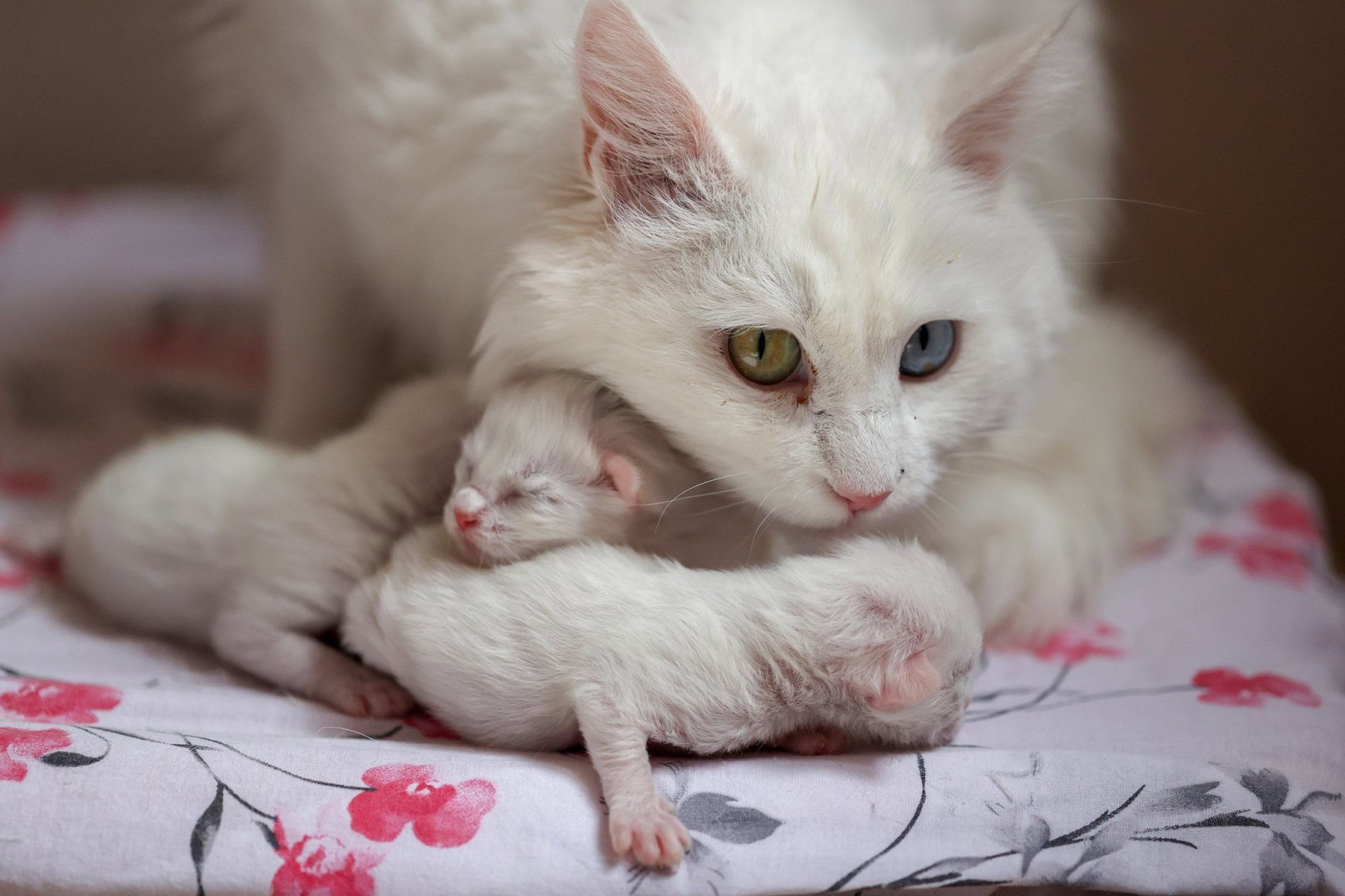 The fluffy beauties: Turkey’s famed Van cats | Daily Sabah