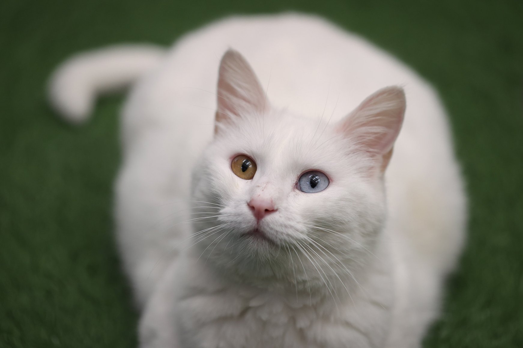 The fluffy beauties: Turkey’s famed Van cats | Daily Sabah