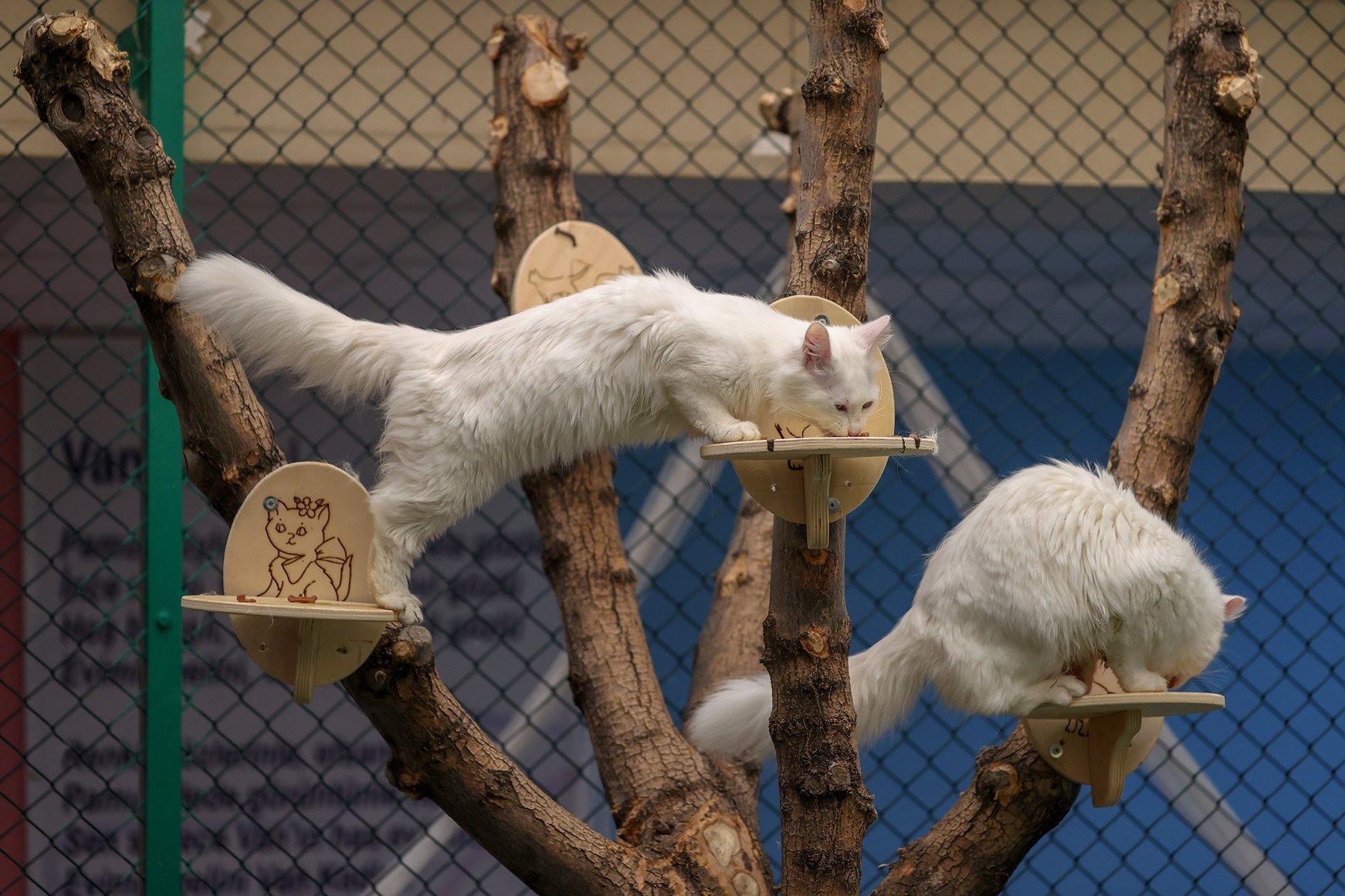 The fluffy beauties: Turkey’s famed Van cats | Daily Sabah