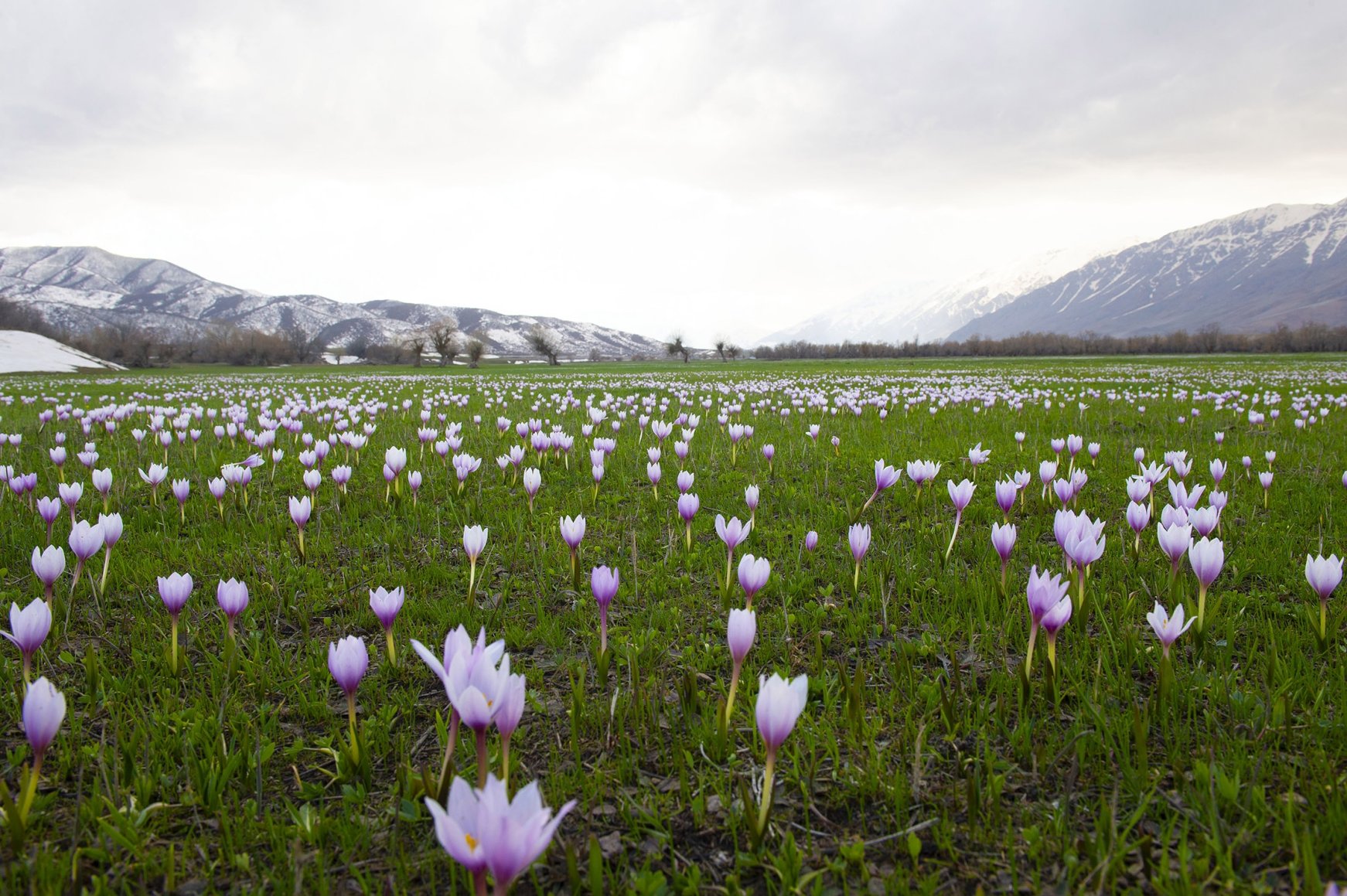 Spring is in the air: Snowdrops and hyacinths bloom in Tunceli | Daily ...