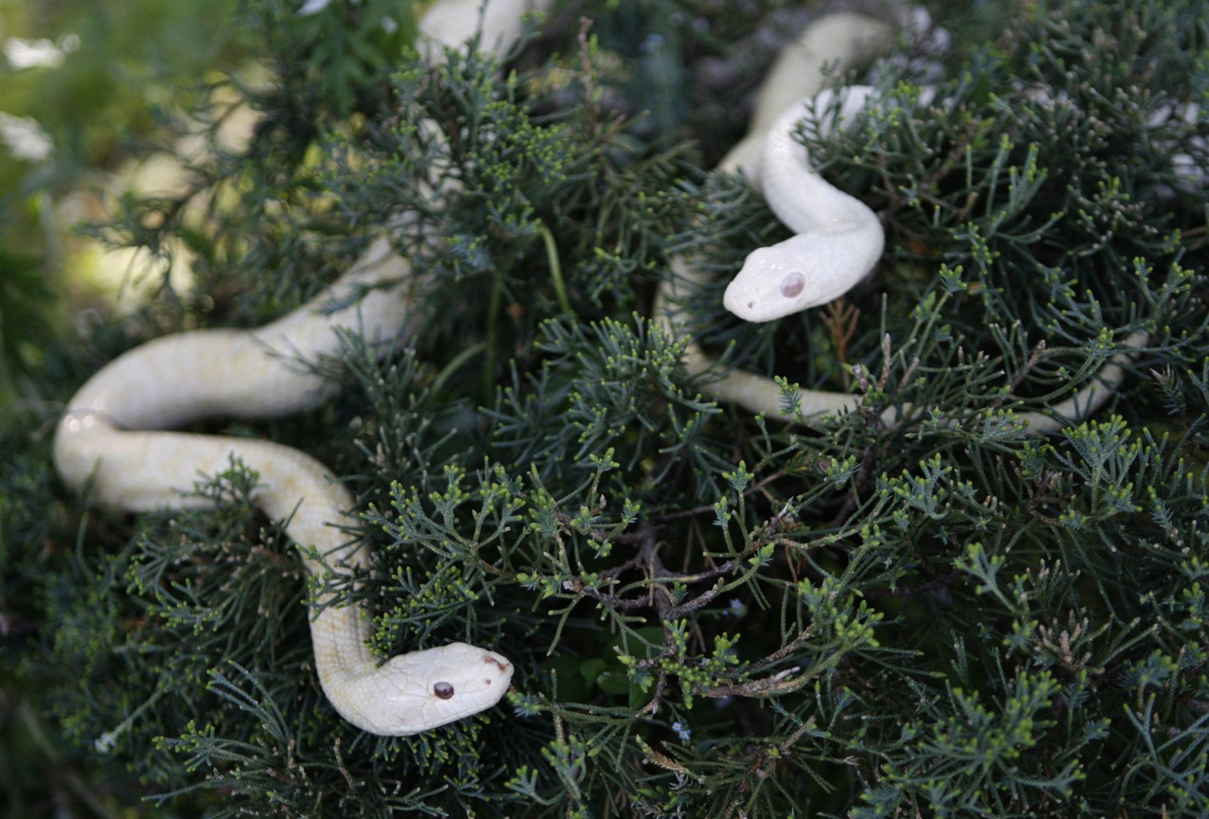 Rare albino animals from around the world | Daily Sabah