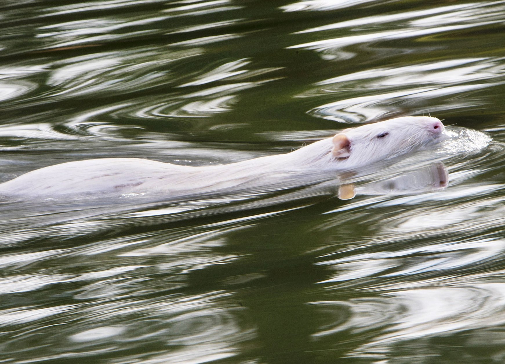 Rare albino animals from around the world | Daily Sabah
