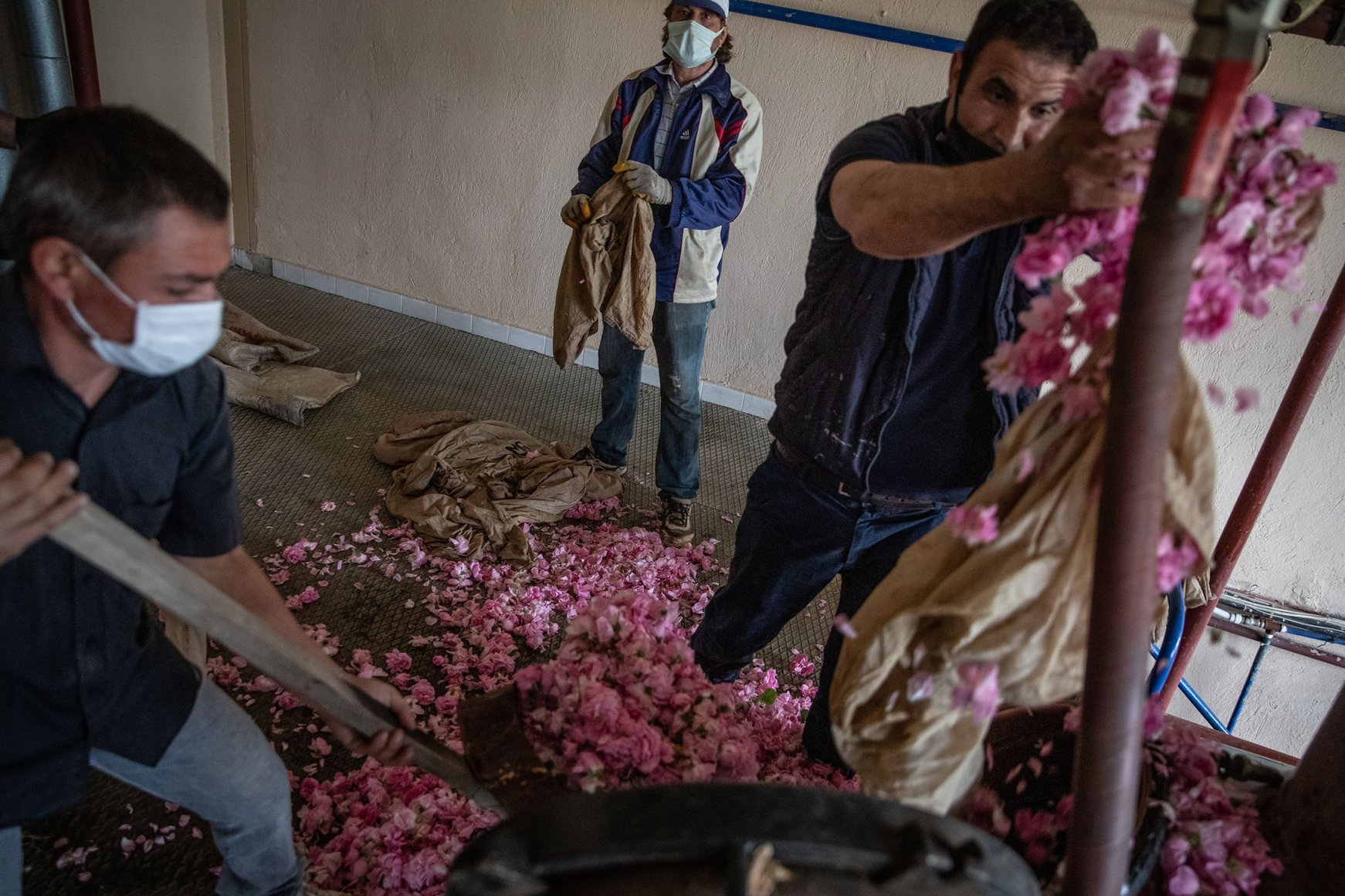 Land of roses: Turkey's rose harvest steams ahead despite pandemic ...