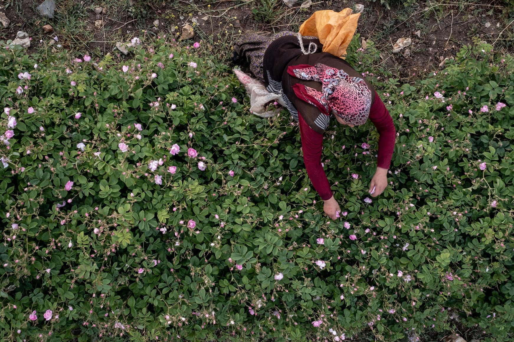 Land of roses: Turkey's rose harvest steams ahead despite pandemic ...