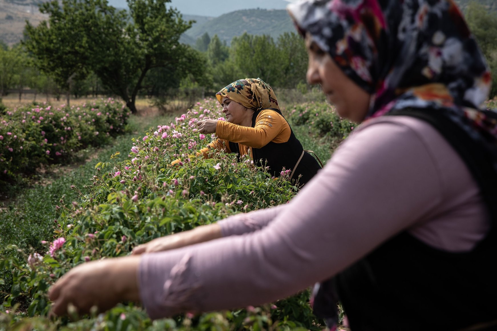 Land of roses: Turkey's rose harvest steams ahead despite pandemic ...