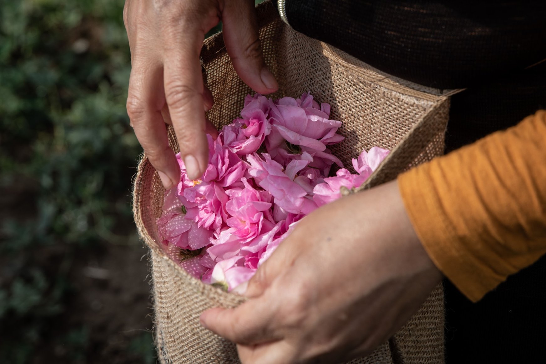 Land of roses: Turkey's rose harvest steams ahead despite pandemic ...
