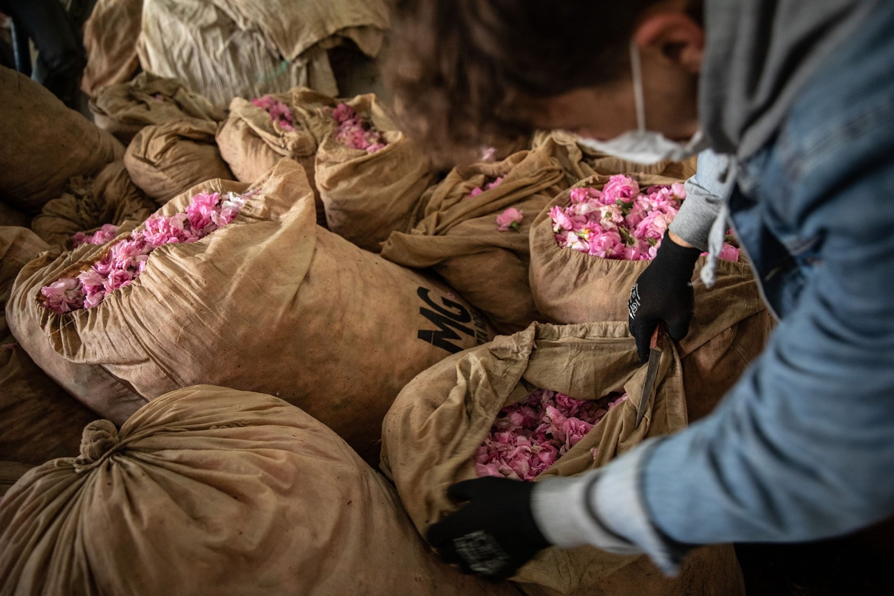 Land of roses: Turkey's rose harvest steams ahead despite pandemic ...
