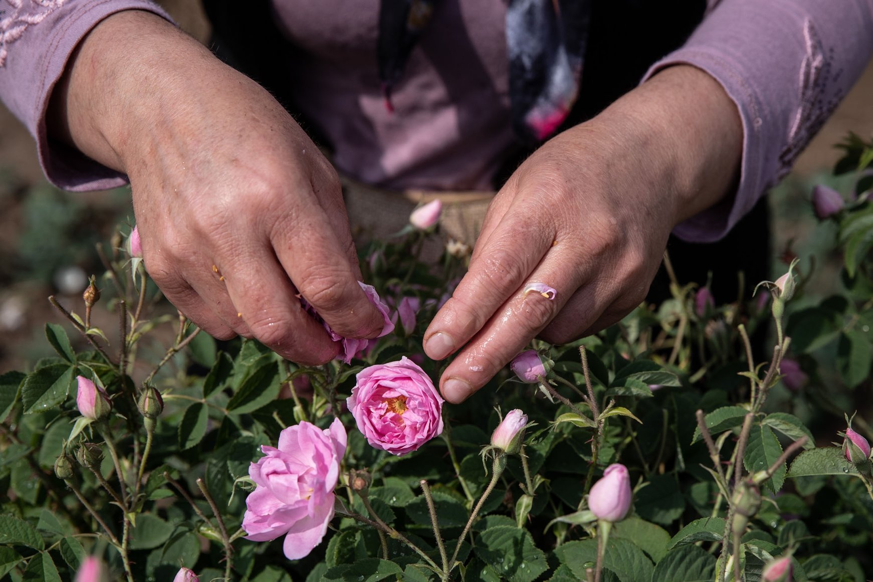 Land of roses: Turkey's rose harvest steams ahead despite pandemic ...