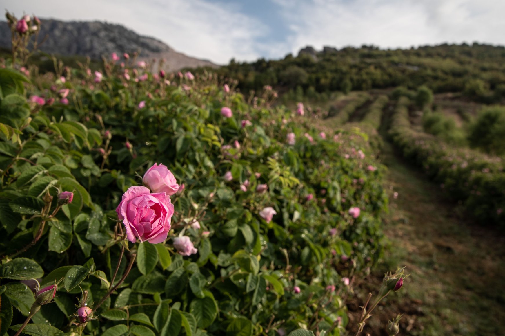 Land of roses: Turkey's rose harvest steams ahead despite pandemic ...