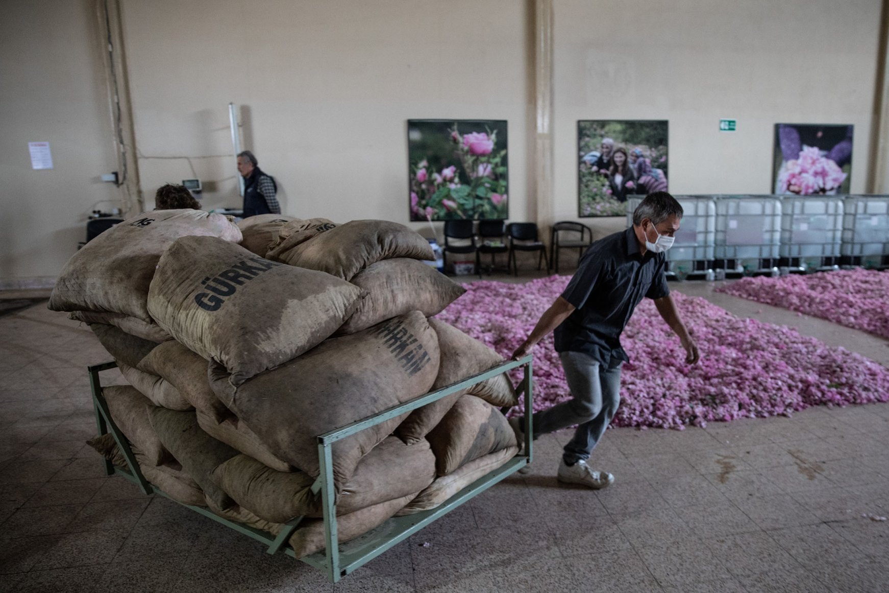Land of roses: Turkey's rose harvest steams ahead despite pandemic ...