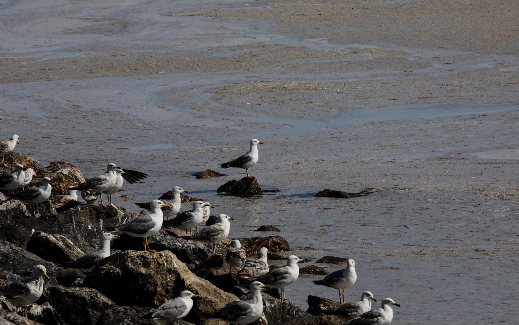 Sea snot: Turkey's coasts marbled by mucilage | Daily Sabah