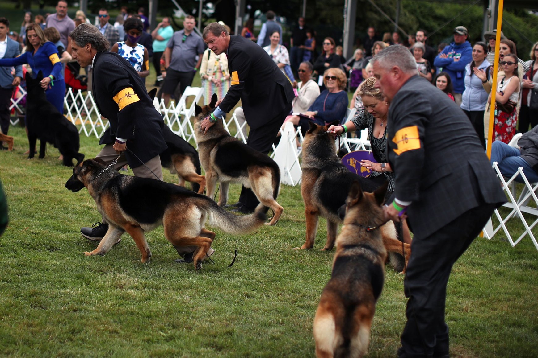 Who's a good boy? Inside the 145th Westminster Kennel Club Dog Show ...