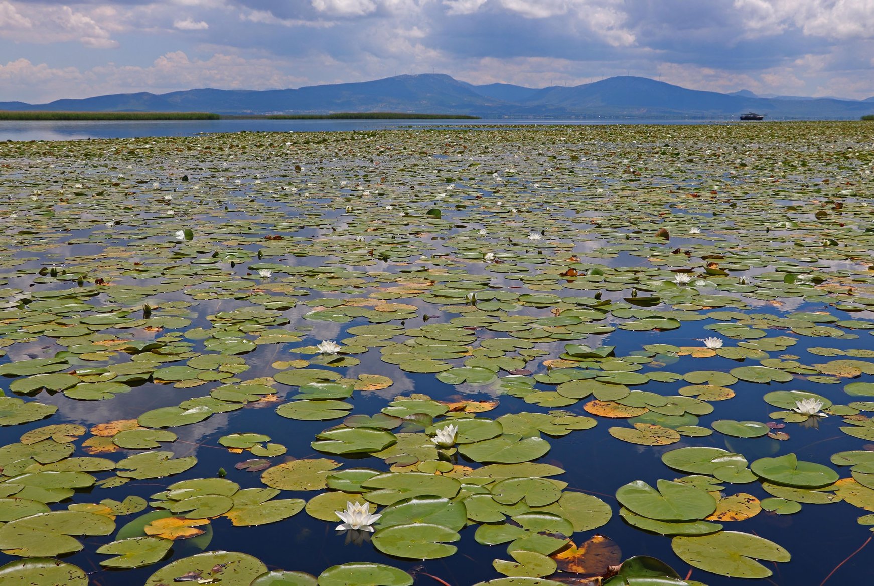 Water lilies dot Beyşehir Lake in Turkey's Konya | Daily Sabah