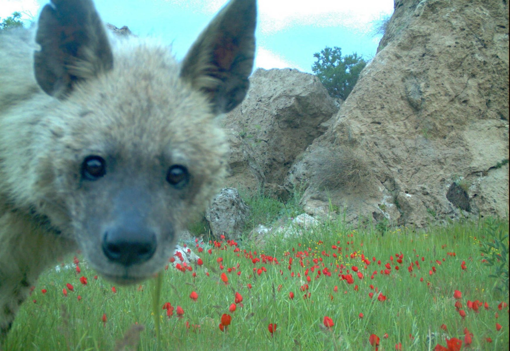 Remote cameras capture elusive animals around the world | Daily Sabah