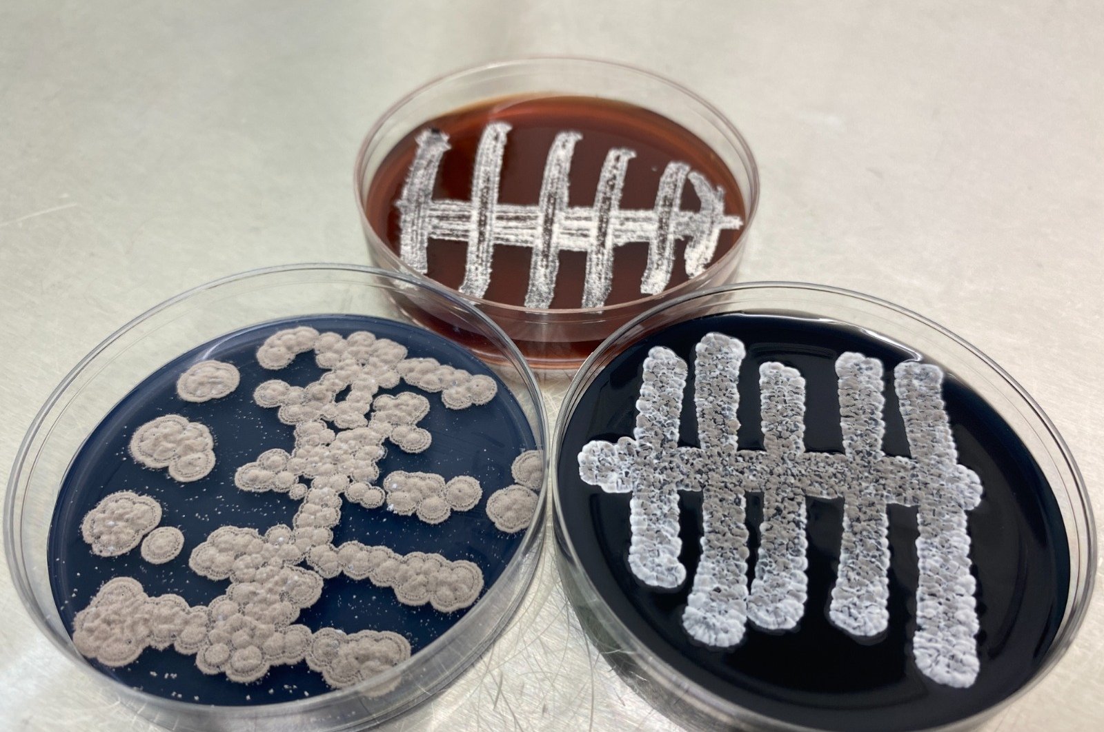 Turkish scientists discover 60 new types of bacteria | Daily Sabah