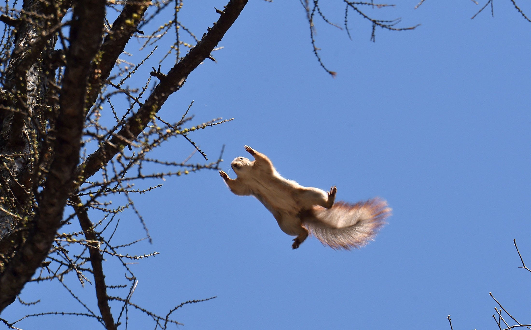 jumping jack squirrel