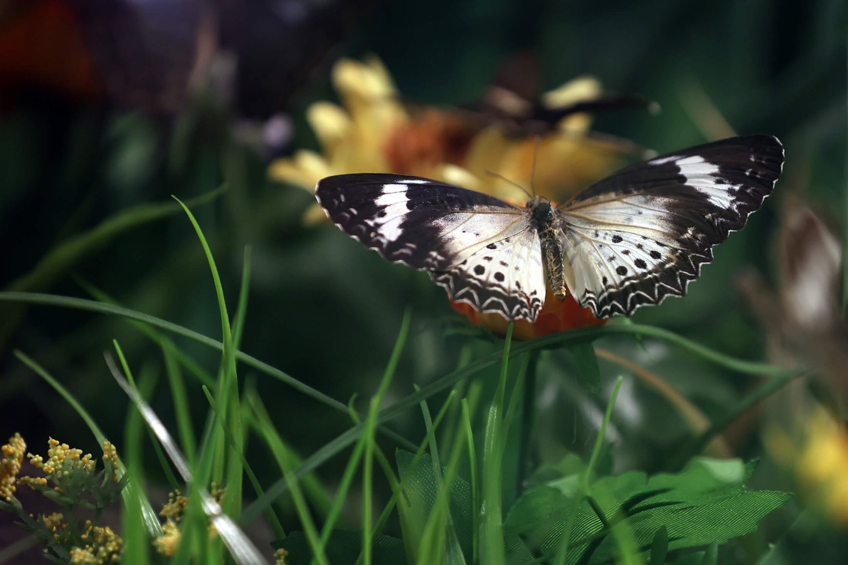 Flutter on the wings of a butterfly: Konya Tropical Butterfly Garden ...