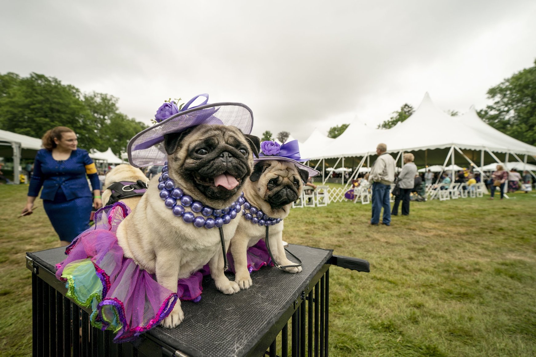 Pooch pictures to celebrate International Dog Day | Daily Sabah