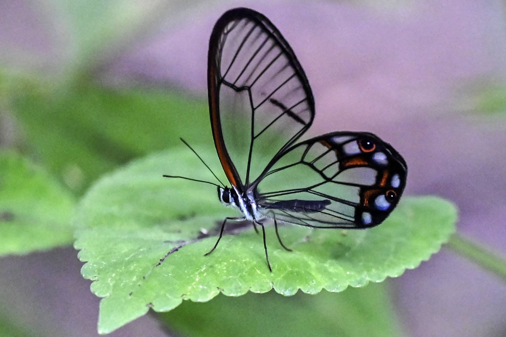 Photographer documents Colombia's incredible variety of butterflies ...