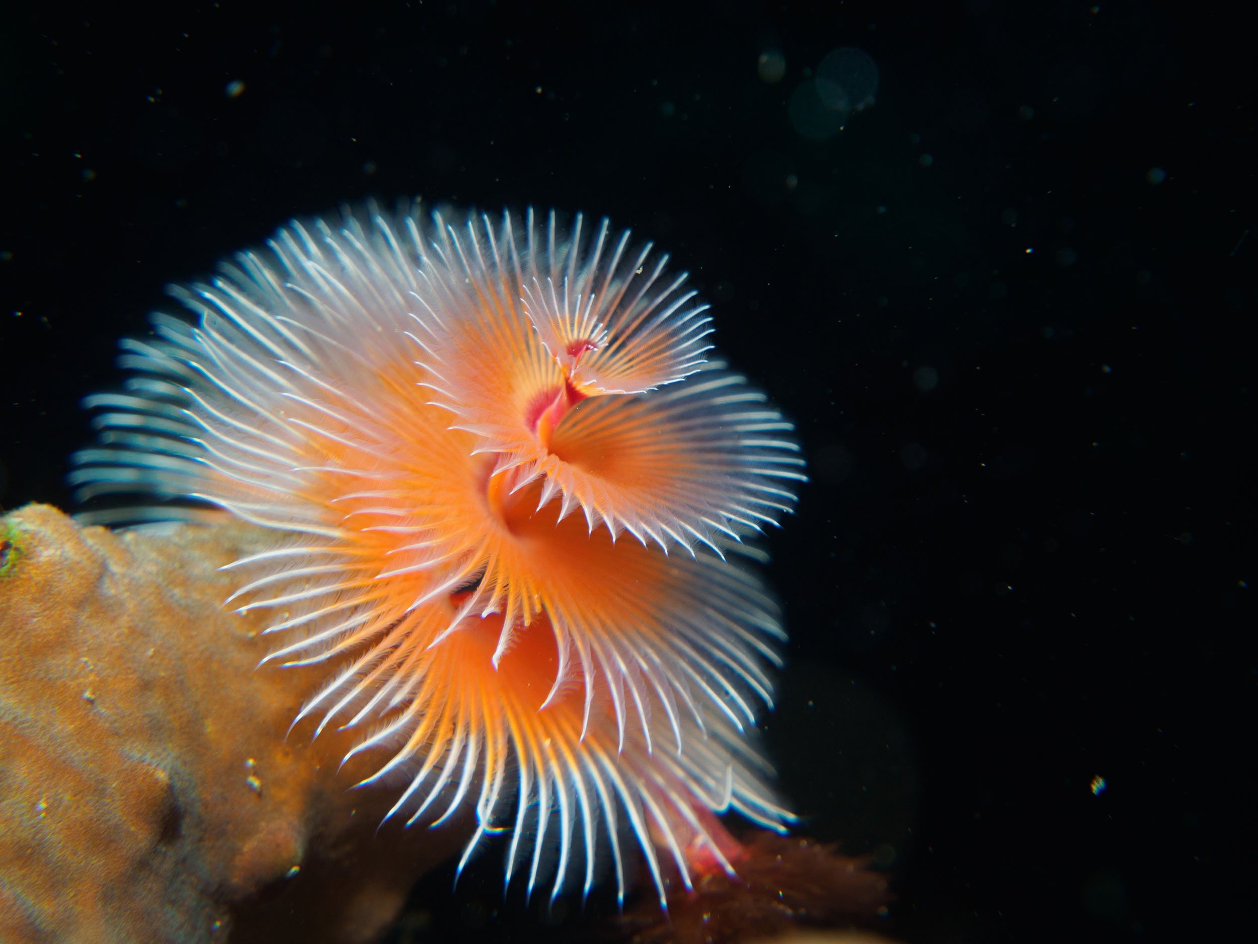 Real Weird Sea Animals Found Real Weird Sea Animals Found