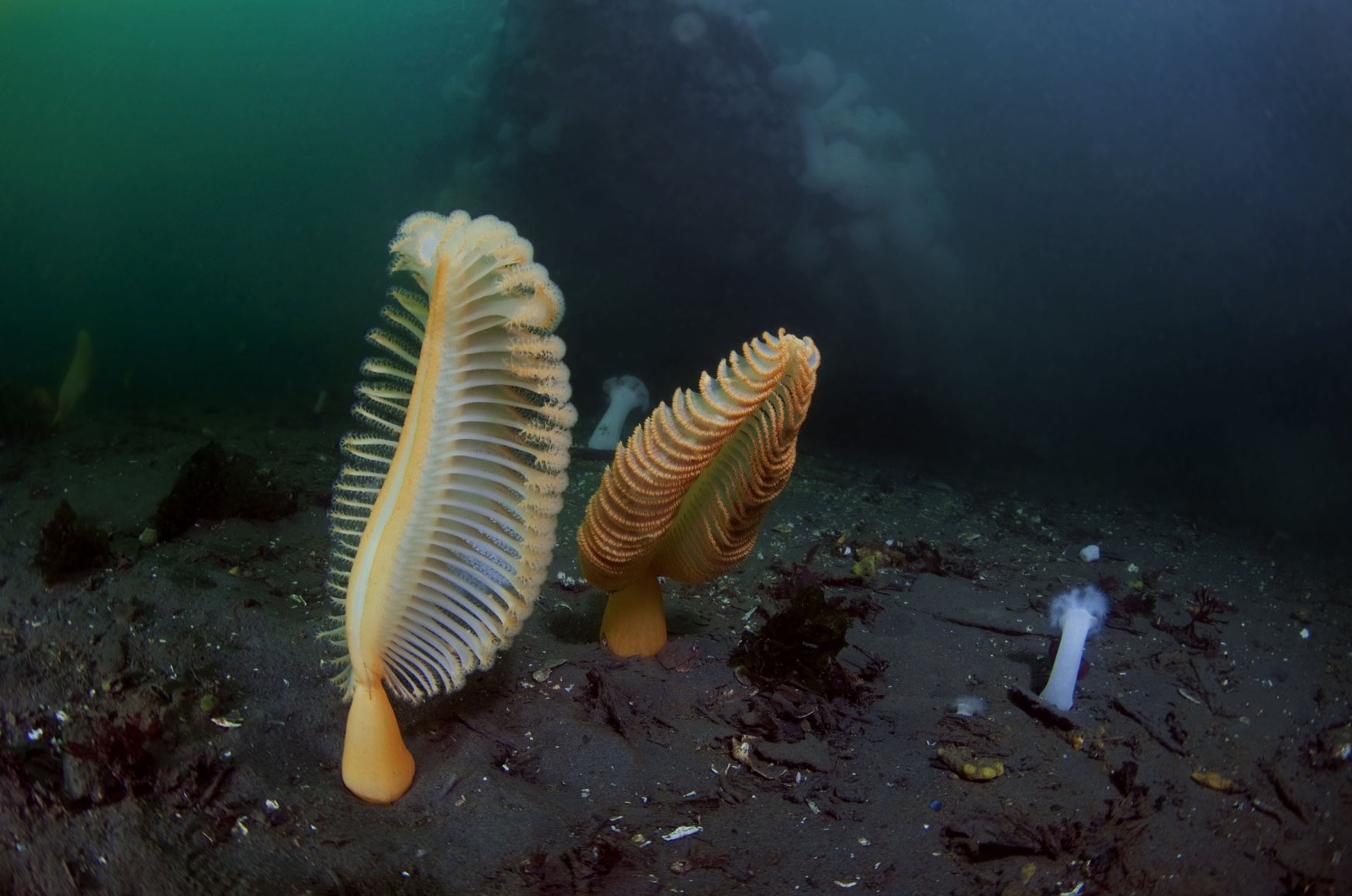 10 weird-looking sea creatures | Daily Sabah