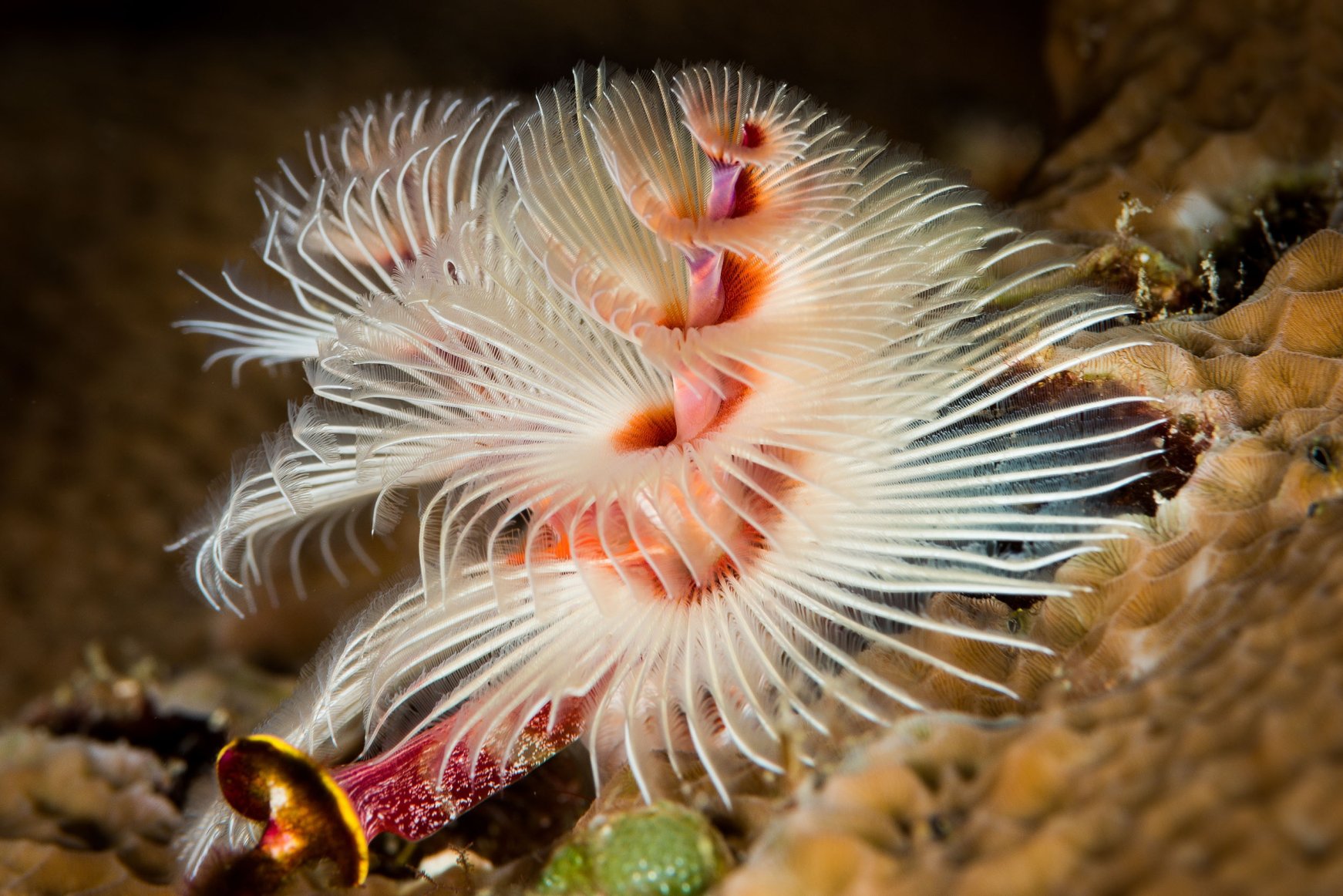 10 weird-looking sea creatures | Daily Sabah