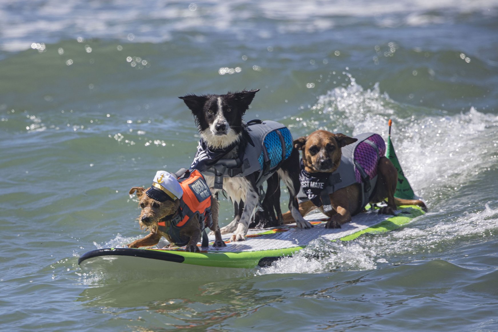 Pups catch a wave at annual dog surfing contest in California | Daily Sabah