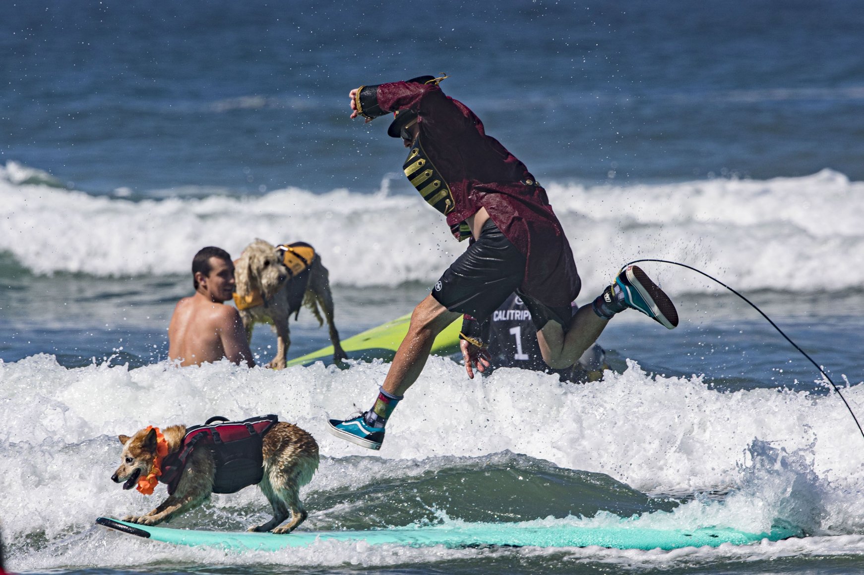 Pups catch a wave at annual dog surfing contest in California | Daily Sabah