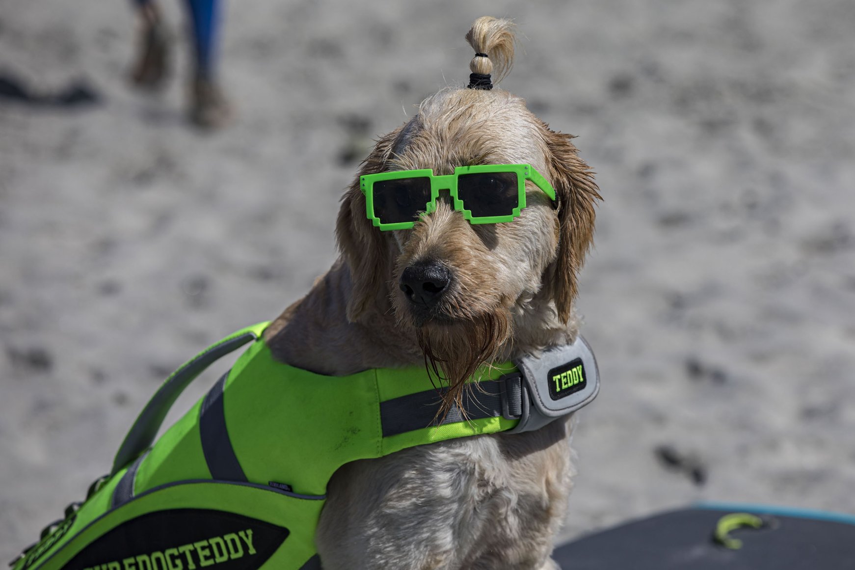 Pups catch a wave at annual dog surfing contest in California | Daily Sabah