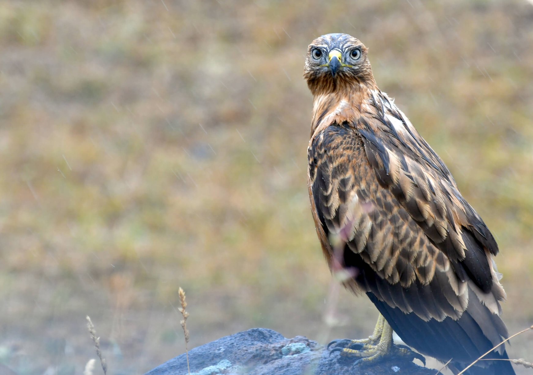 Birds and butterflies: Fall descends on Turkey’s Kars | Daily Sabah