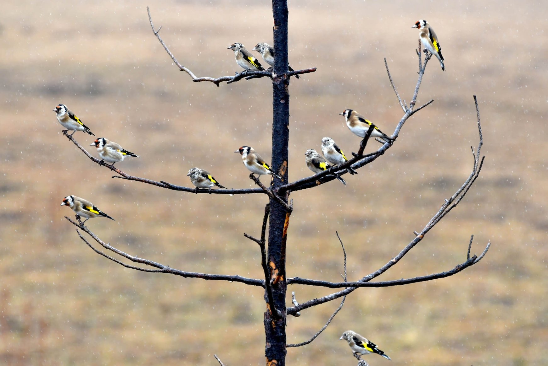 Birds and butterflies: Fall descends on Turkey’s Kars | Daily Sabah