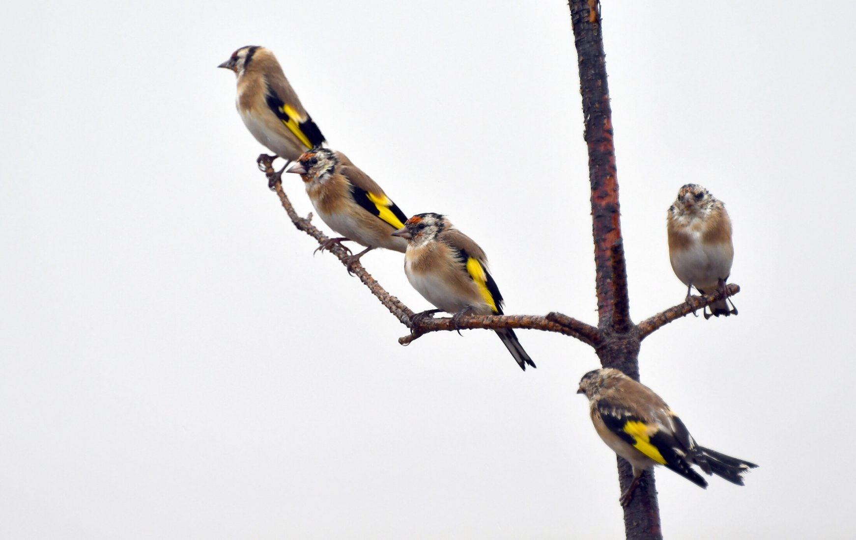 Birds and butterflies: Fall descends on Turkey’s Kars | Daily Sabah
