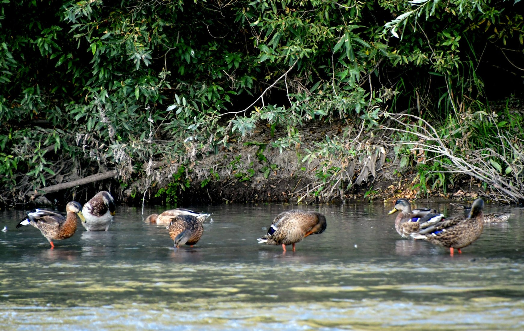 Birds and butterflies: Fall descends on Turkey’s Kars | Daily Sabah