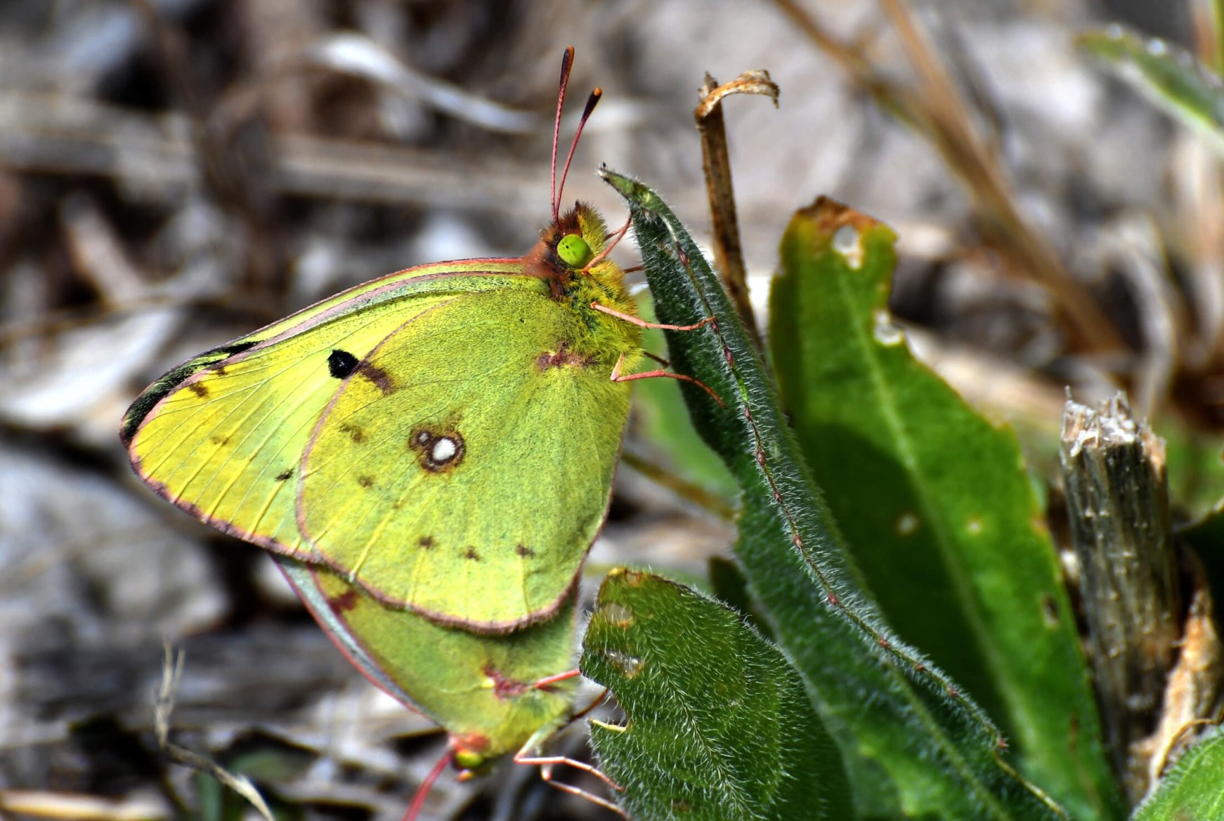 Birds and butterflies: Fall descends on Turkey’s Kars | Daily Sabah