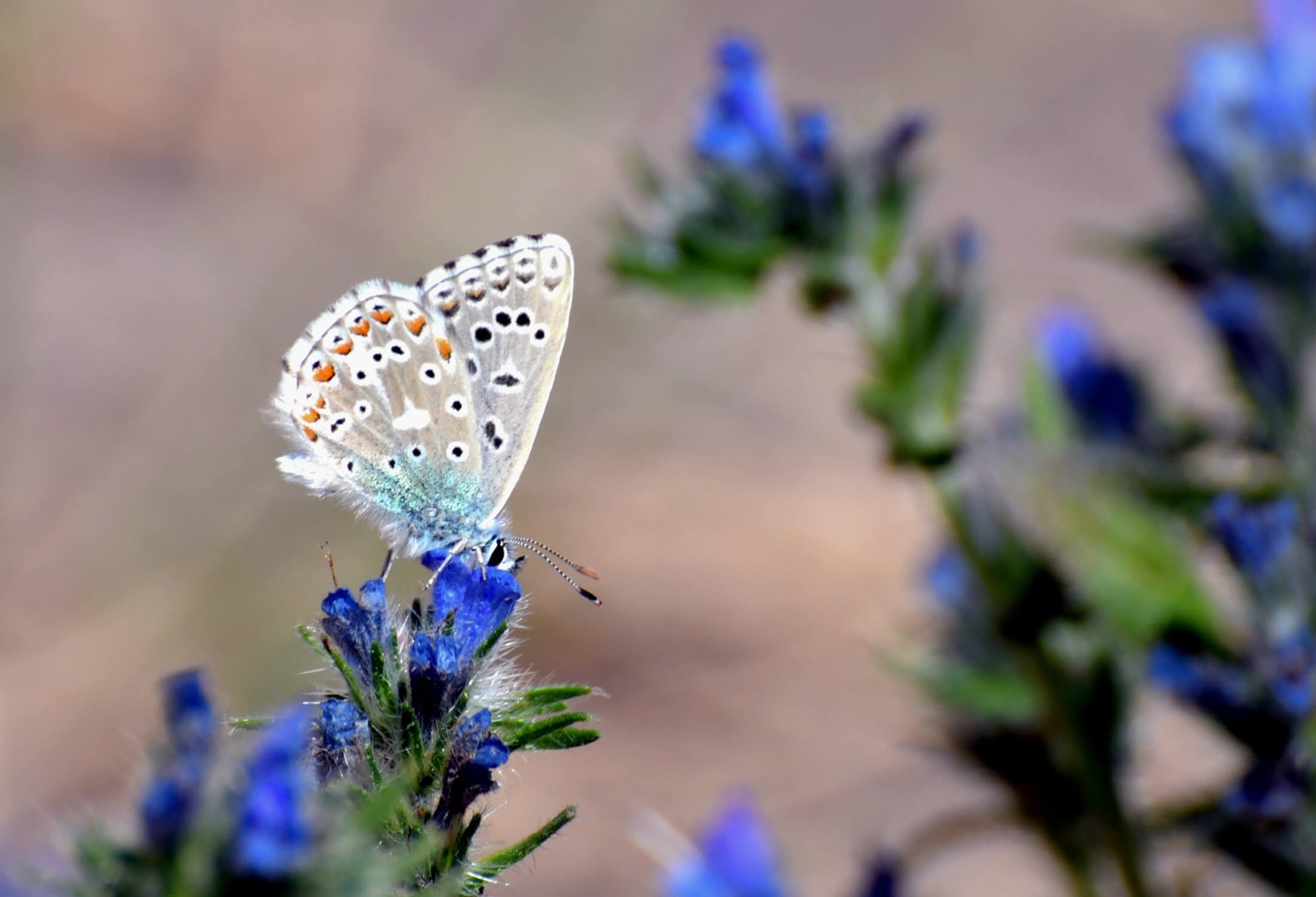 Birds and butterflies: Fall descends on Turkey’s Kars | Daily Sabah